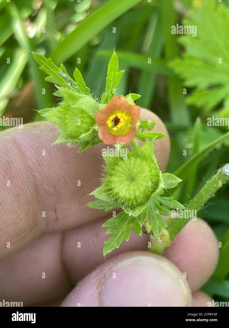 Carolina Bristlemallow (Modiola caroliniana Stock Photo - Alamy