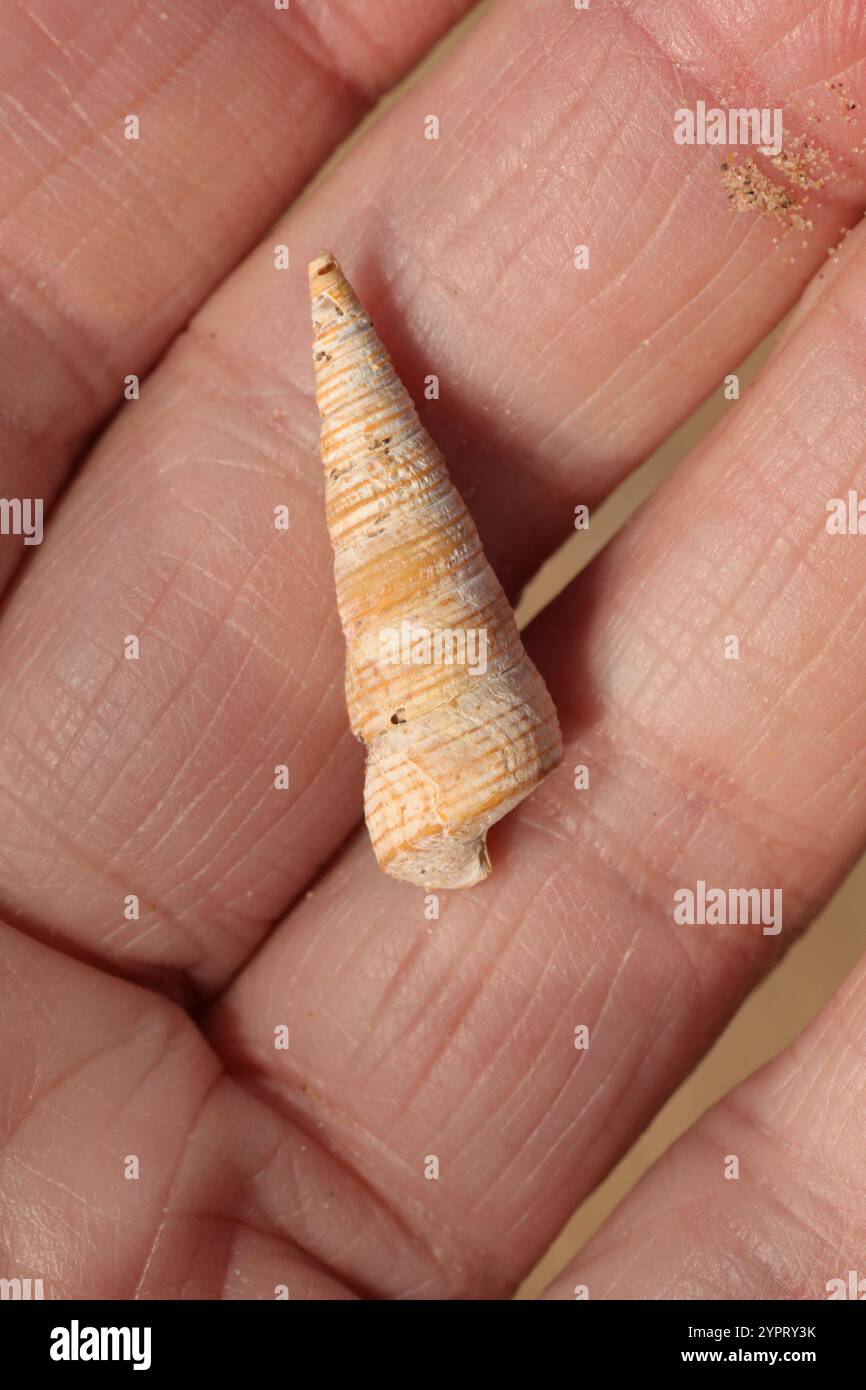 Common Tower Shell (Turritellinella tricarinata Stock Photo - Alamy