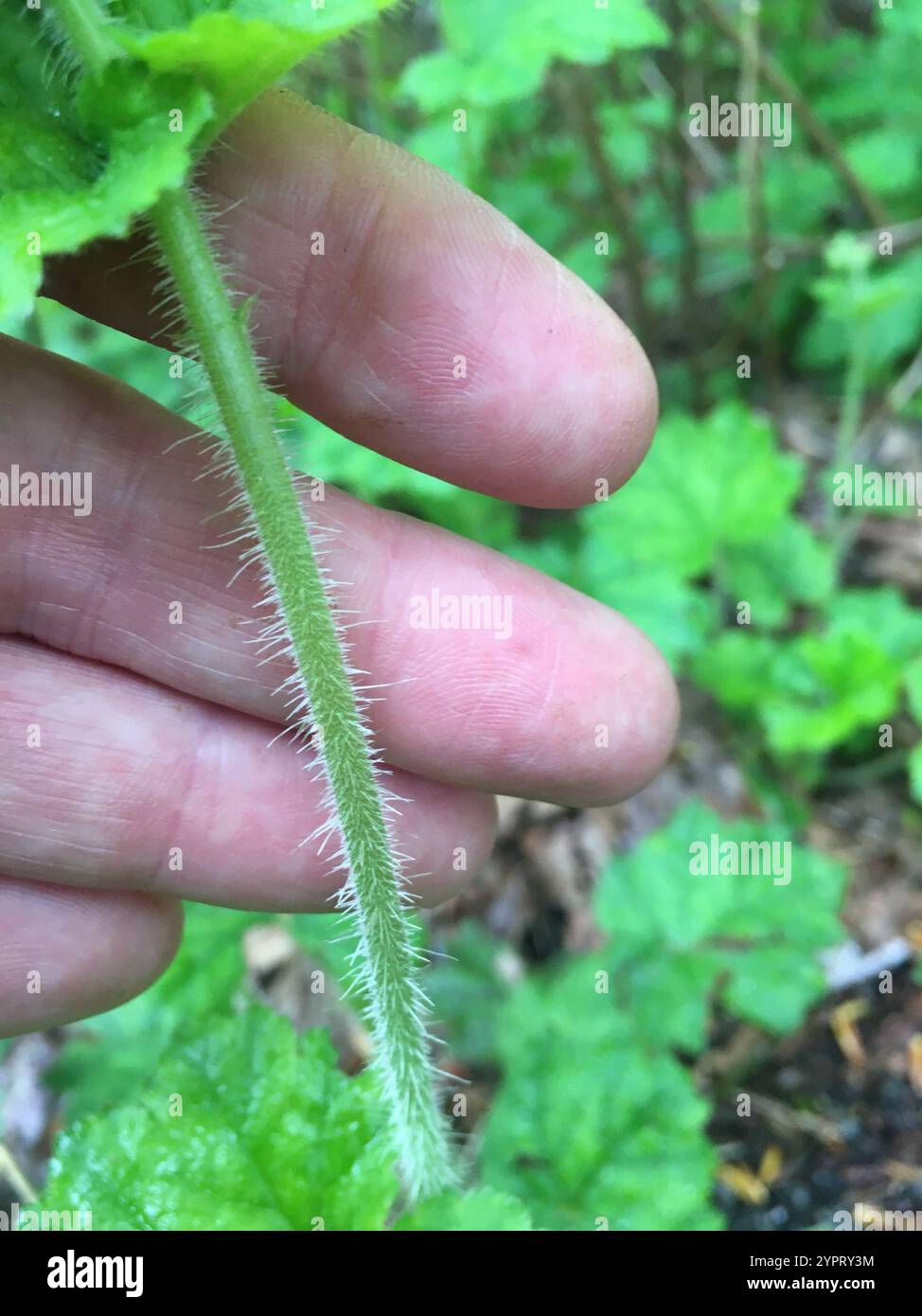 fringe cups (Tellima grandiflora Stock Photo - Alamy