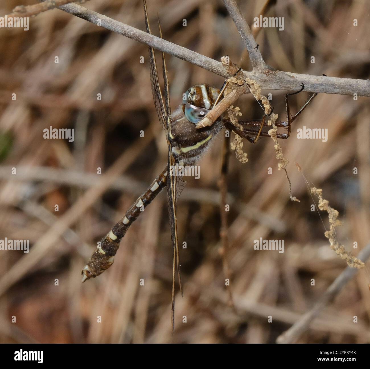 Stream Cruiser (Didymops transversa Stock Photo - Alamy