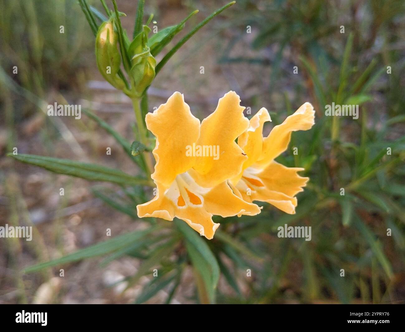 southern bush monkeyflower (Diplacus longiflorus Stock Photo - Alamy