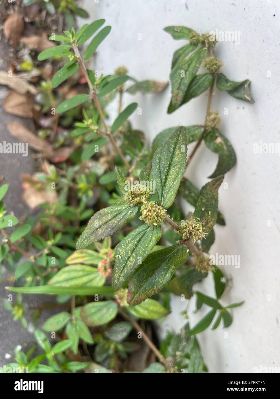 Asthma plant (Euphorbia hirta Stock Photo - Alamy