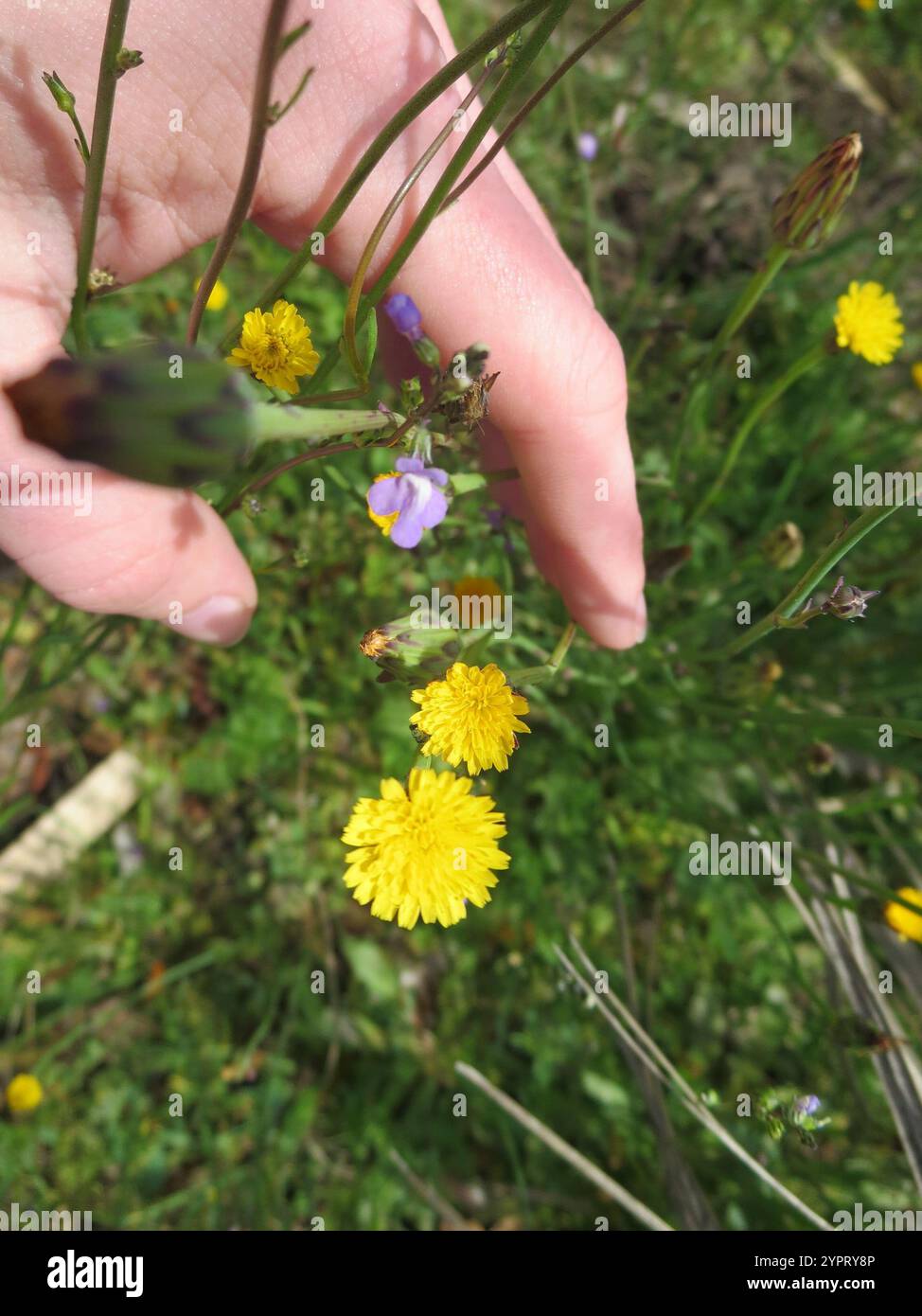 Smooth Cat's Ear (Hypochaeris glabra Stock Photo - Alamy