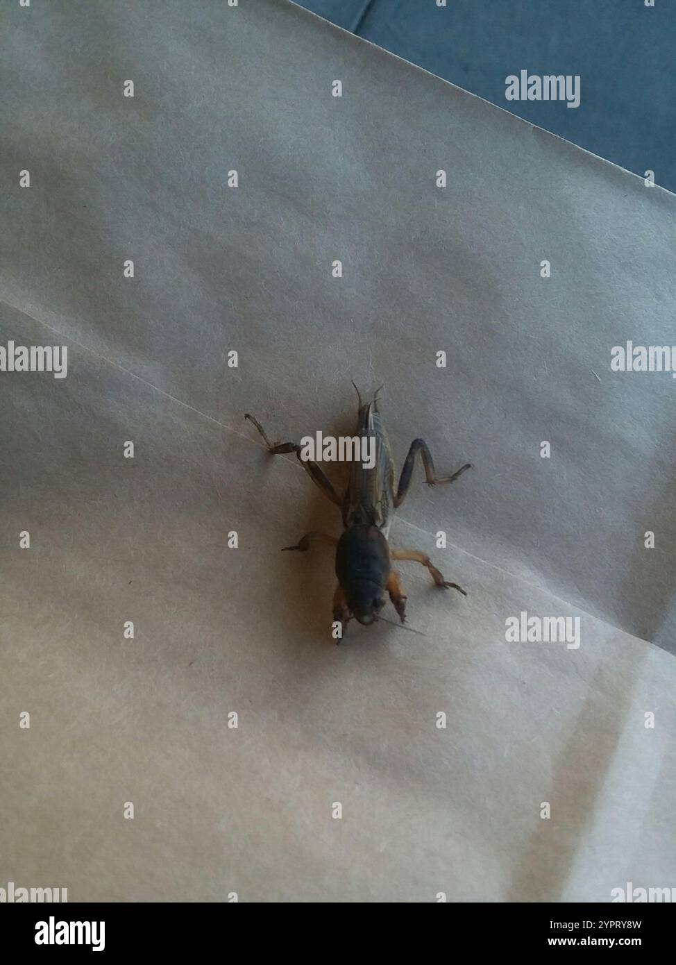 Southern Mole Cricket (Neoscapteriscus borellii Stock Photo - Alamy