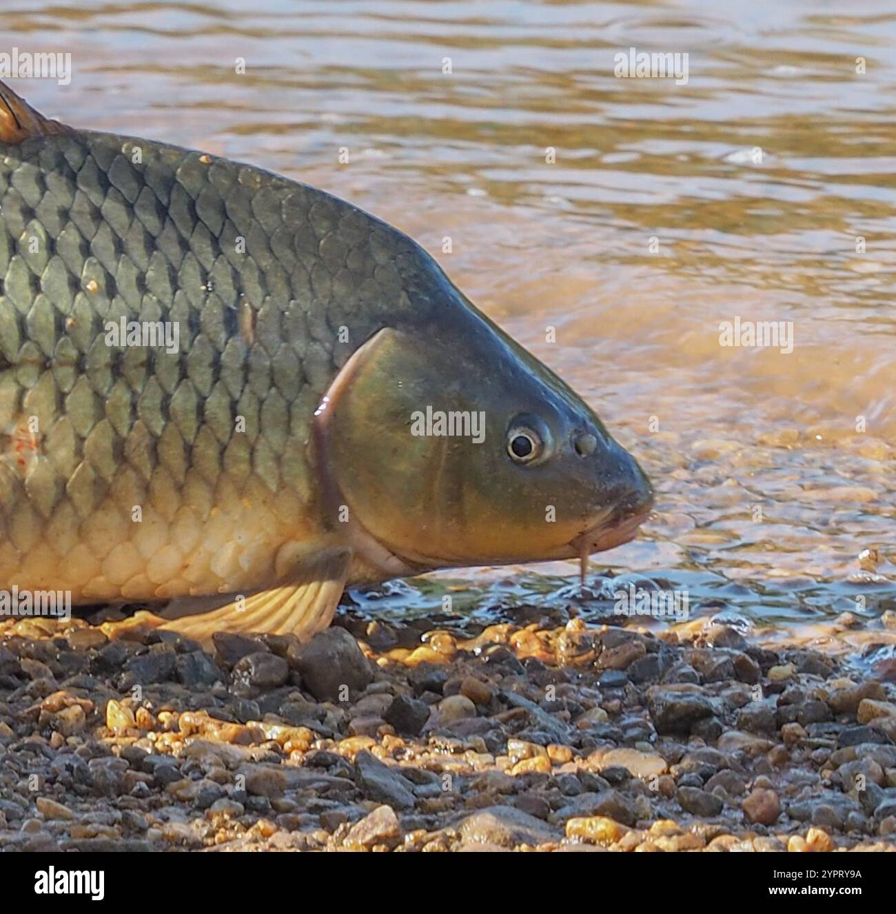 European Carp (Cyprinus carpio Stock Photo - Alamy