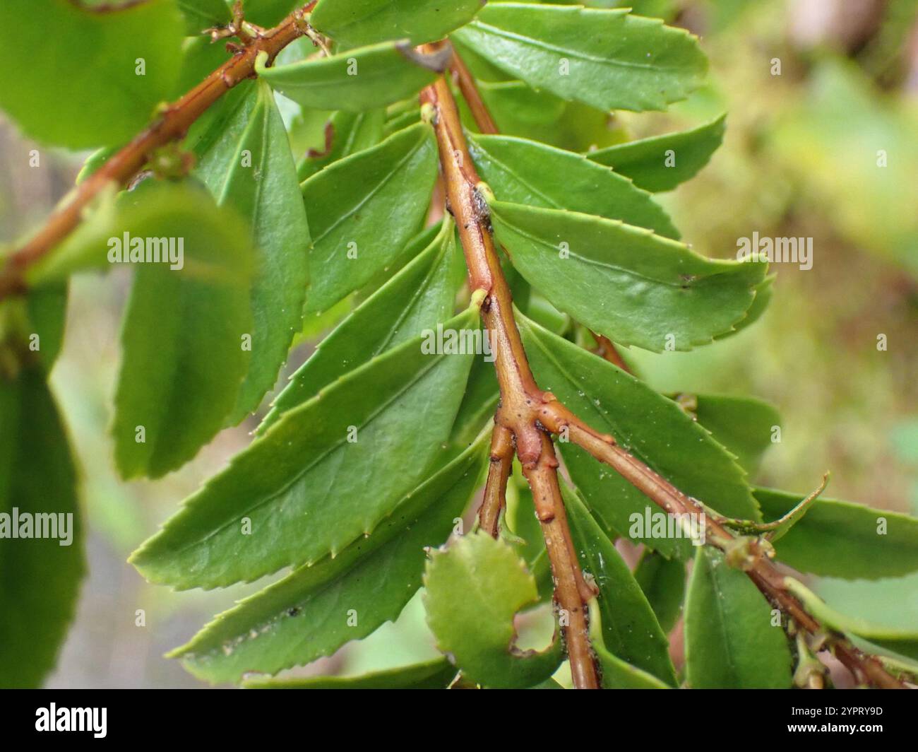 Oregon Boxwood (Paxistima myrsinites Stock Photo - Alamy
