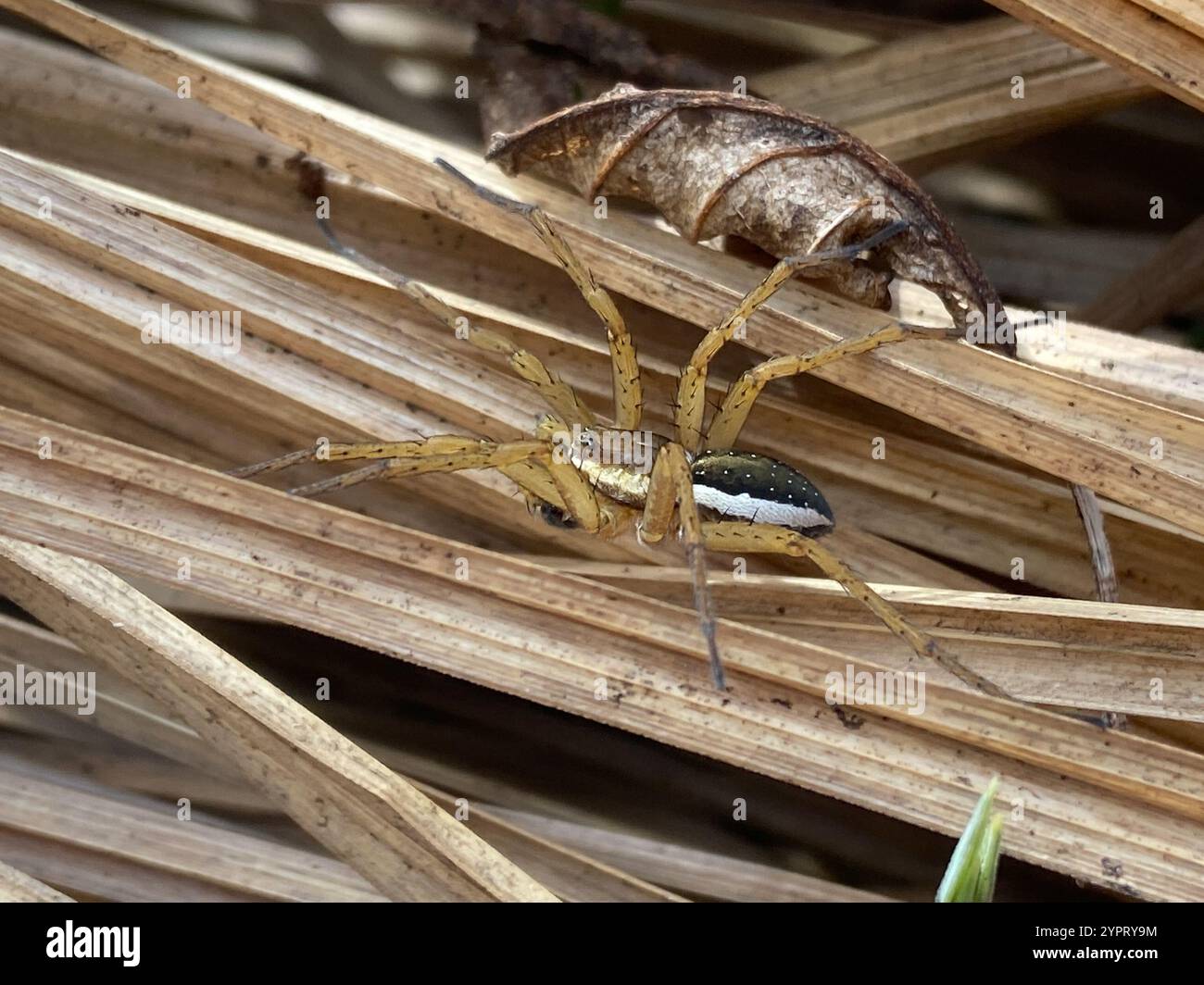 Raft Spider (Dolomedes fimbriatus Stock Photo - Alamy
