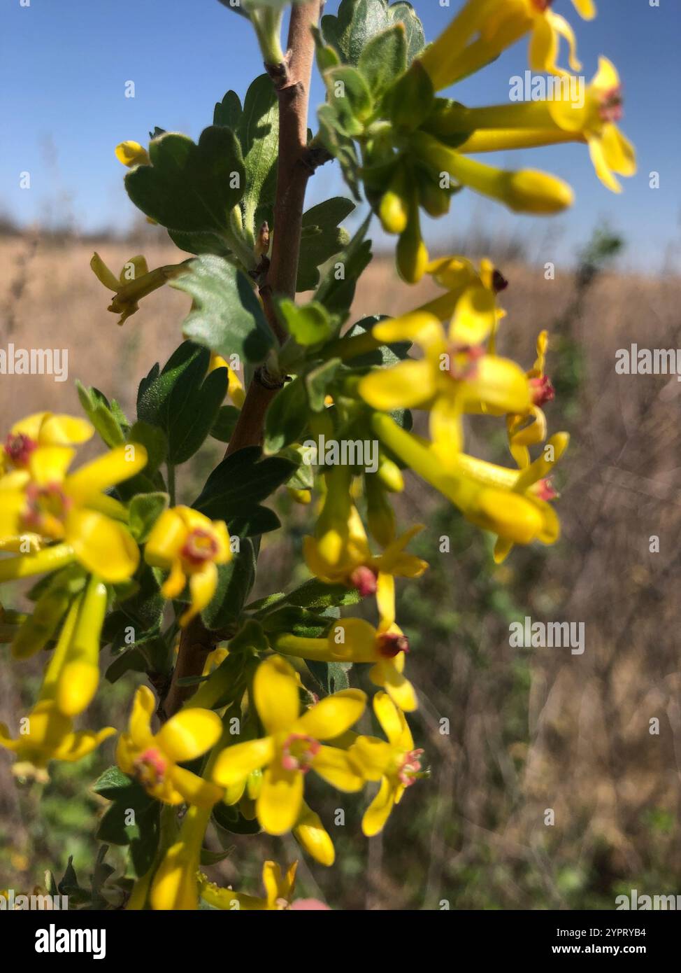 golden currant (Ribes aureum Stock Photo - Alamy