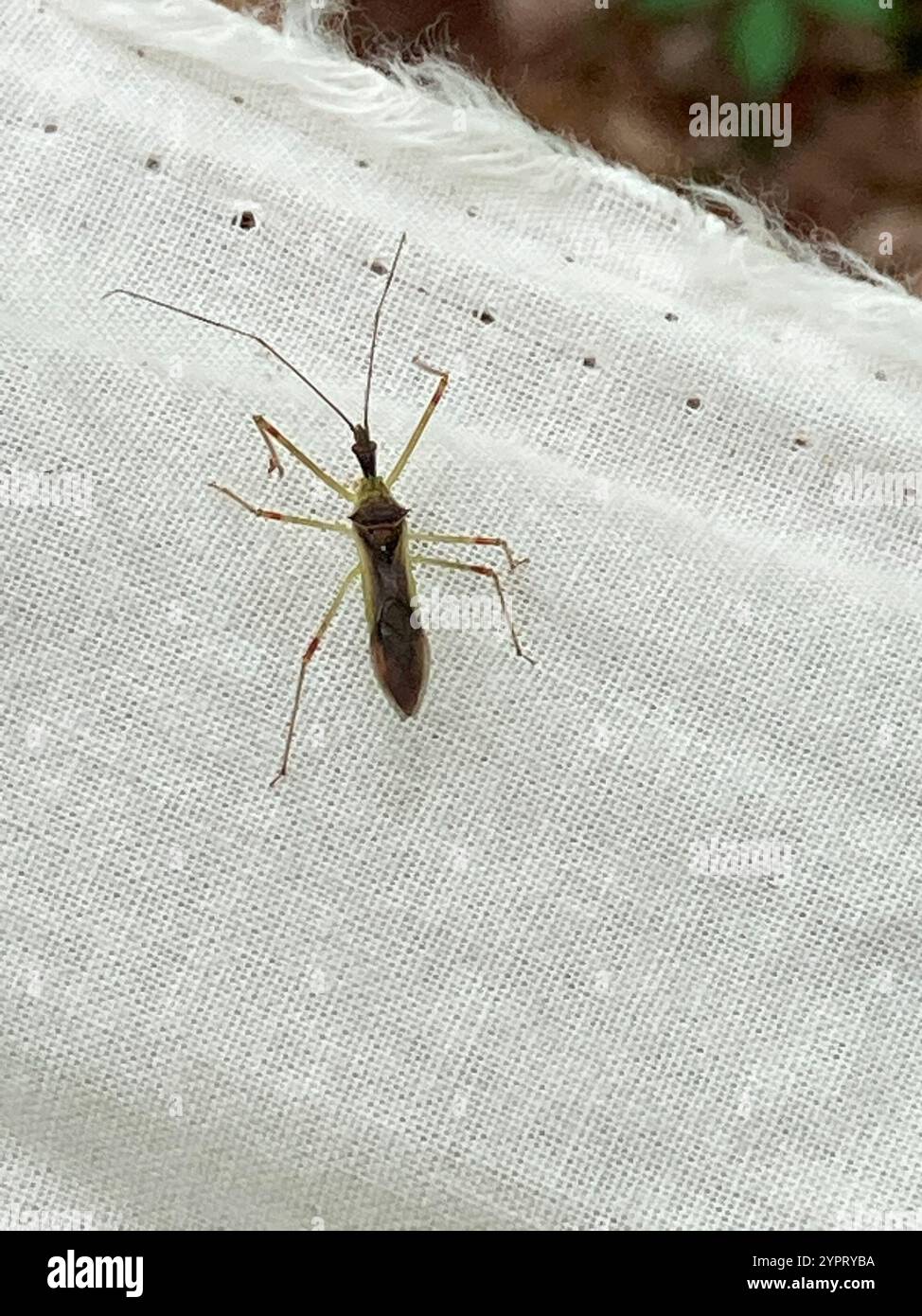 Pale Green Assassin Bug (Zelus luridus Stock Photo - Alamy