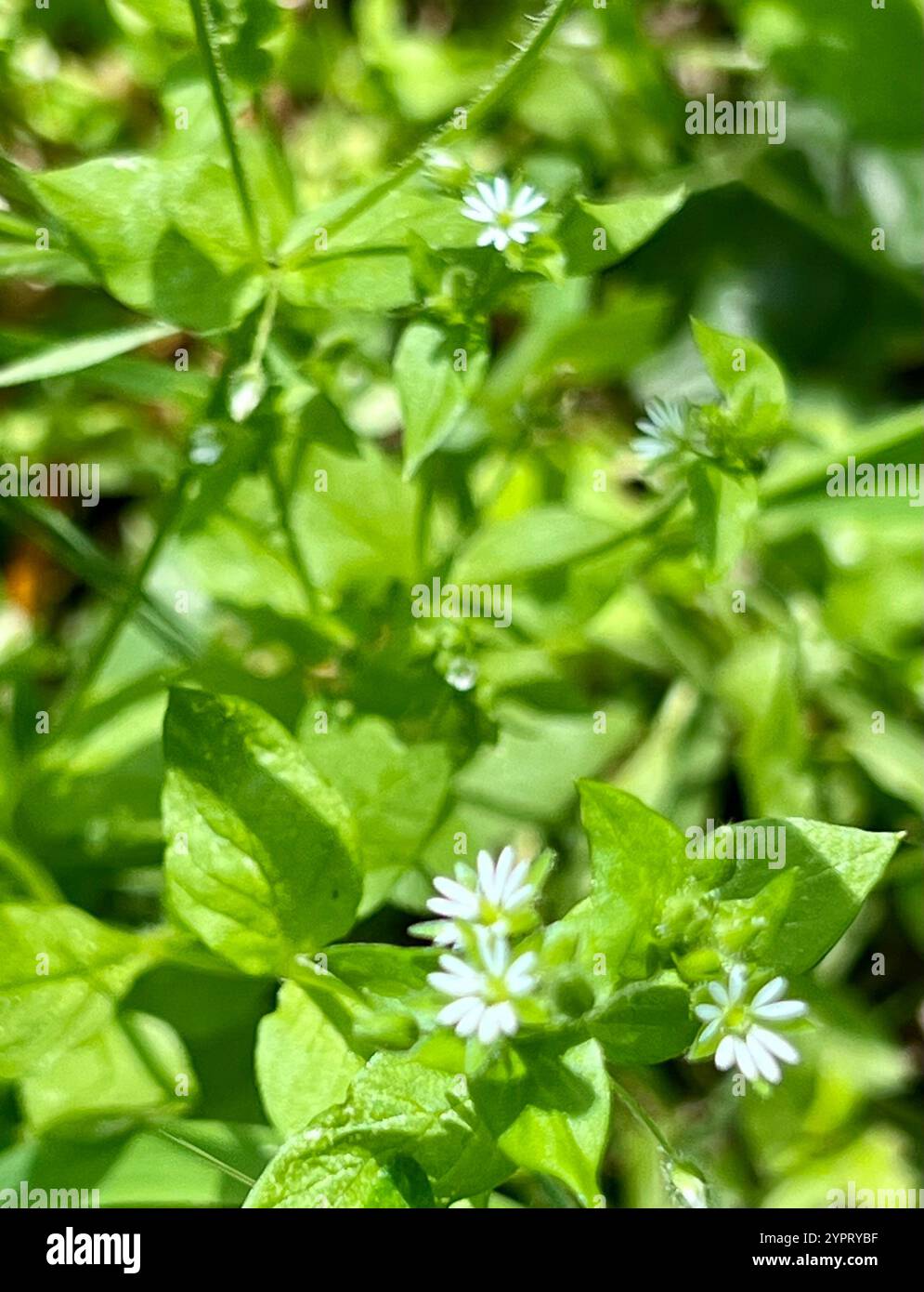 common chickweed (Stellaria media Stock Photo - Alamy