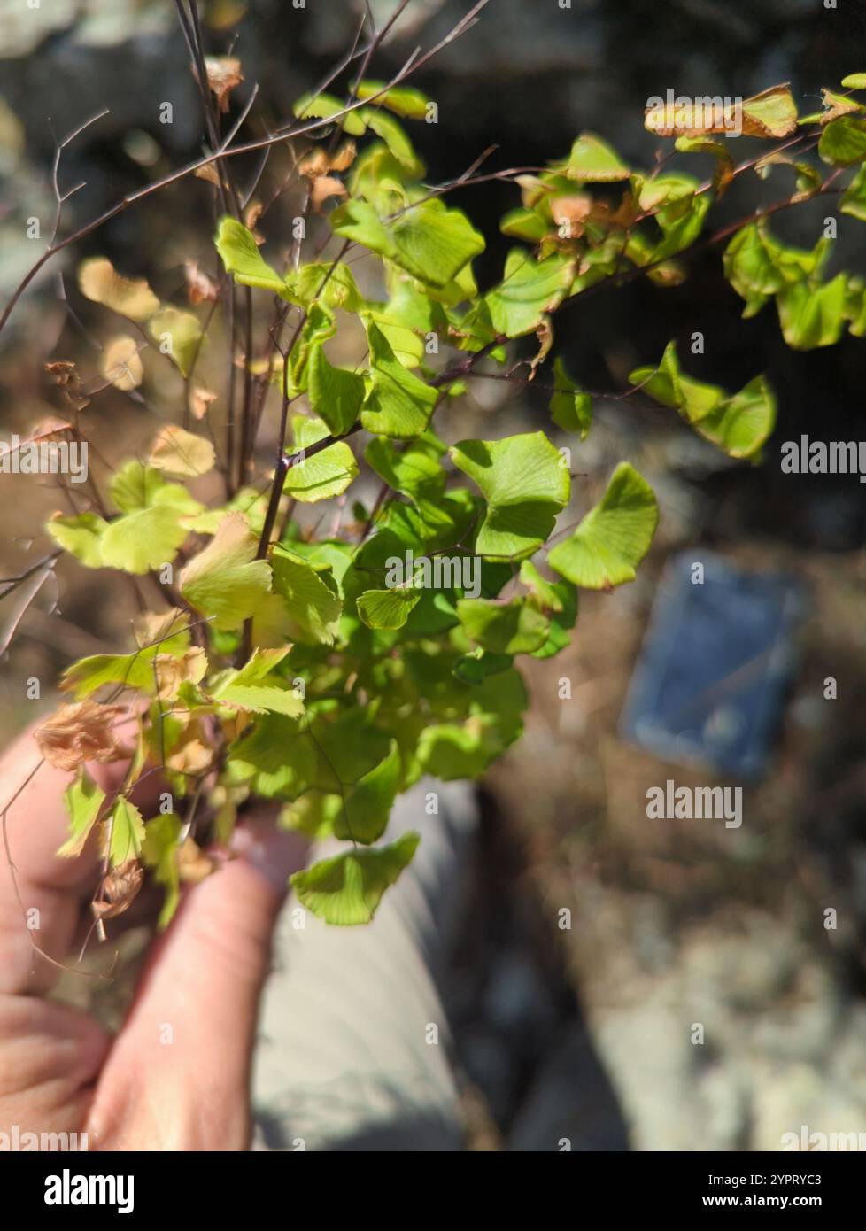 California Maidenhair Fern (Adiantum jordanii Stock Photo - Alamy