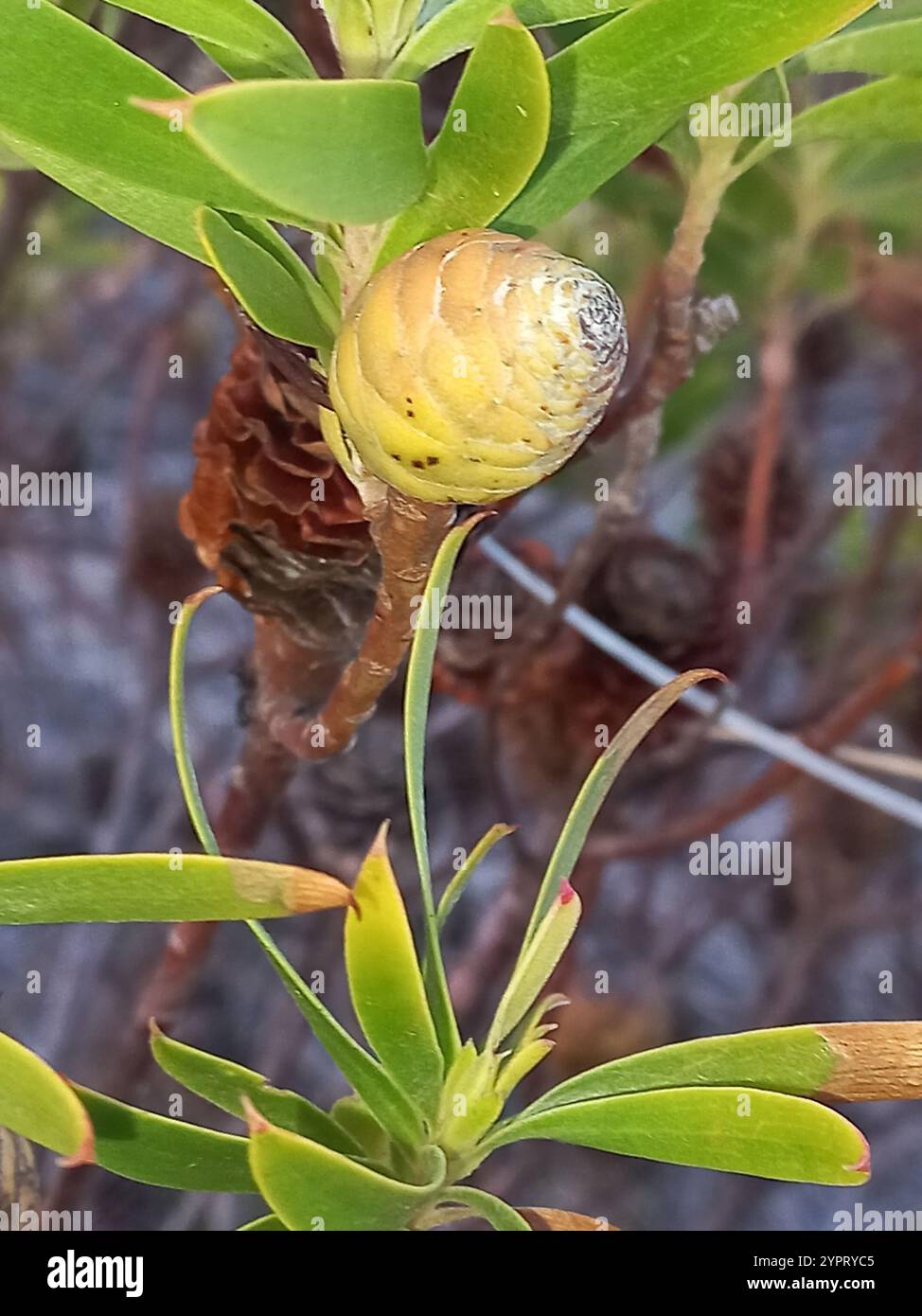 Dune Conebush (Leucadendron coniferum Stock Photo - Alamy
