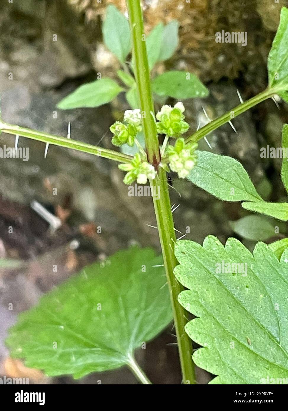 heartleaf nettle (Urtica chamaedryoides Stock Photo - Alamy