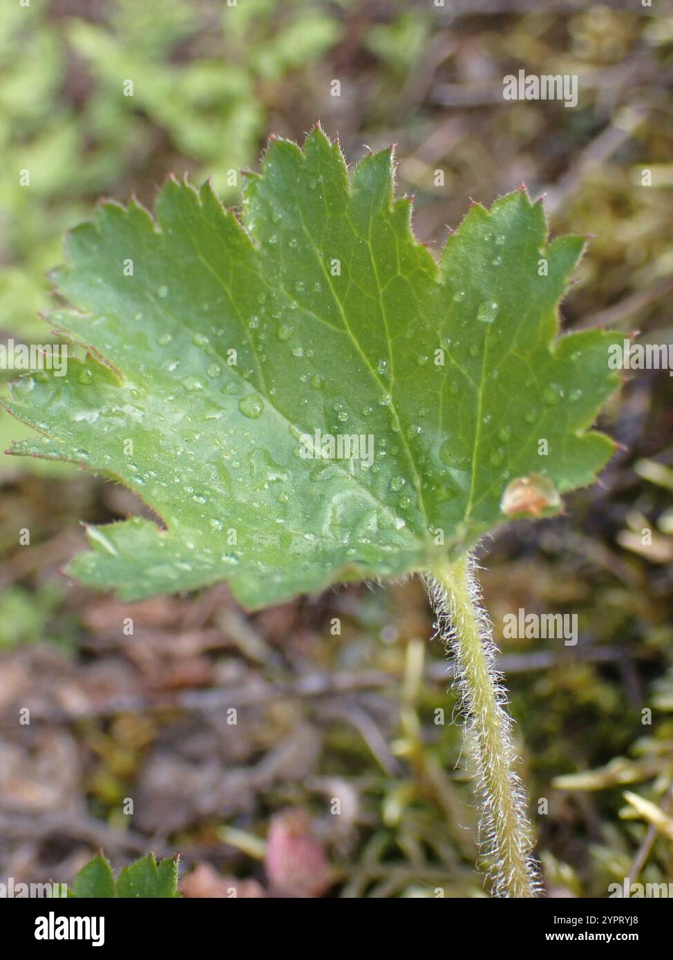crevice alumroot (Heuchera micrantha Stock Photo - Alamy