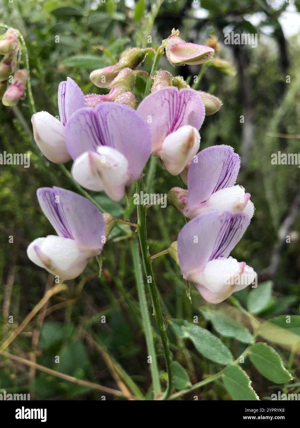 Pacific pea (Lathyrus vestitus Stock Photo - Alamy
