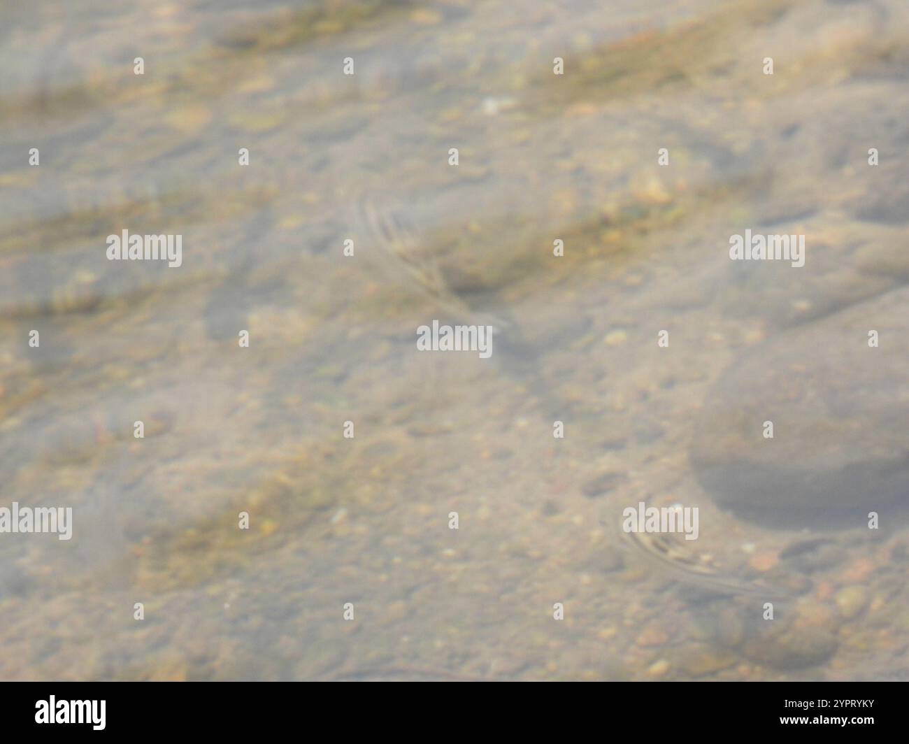 Crescent grunter hi-res stock photography and images - Alamy