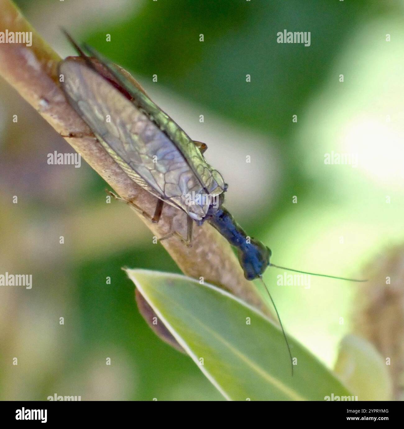 oak snakefly (Phaeostigma notata Stock Photo - Alamy