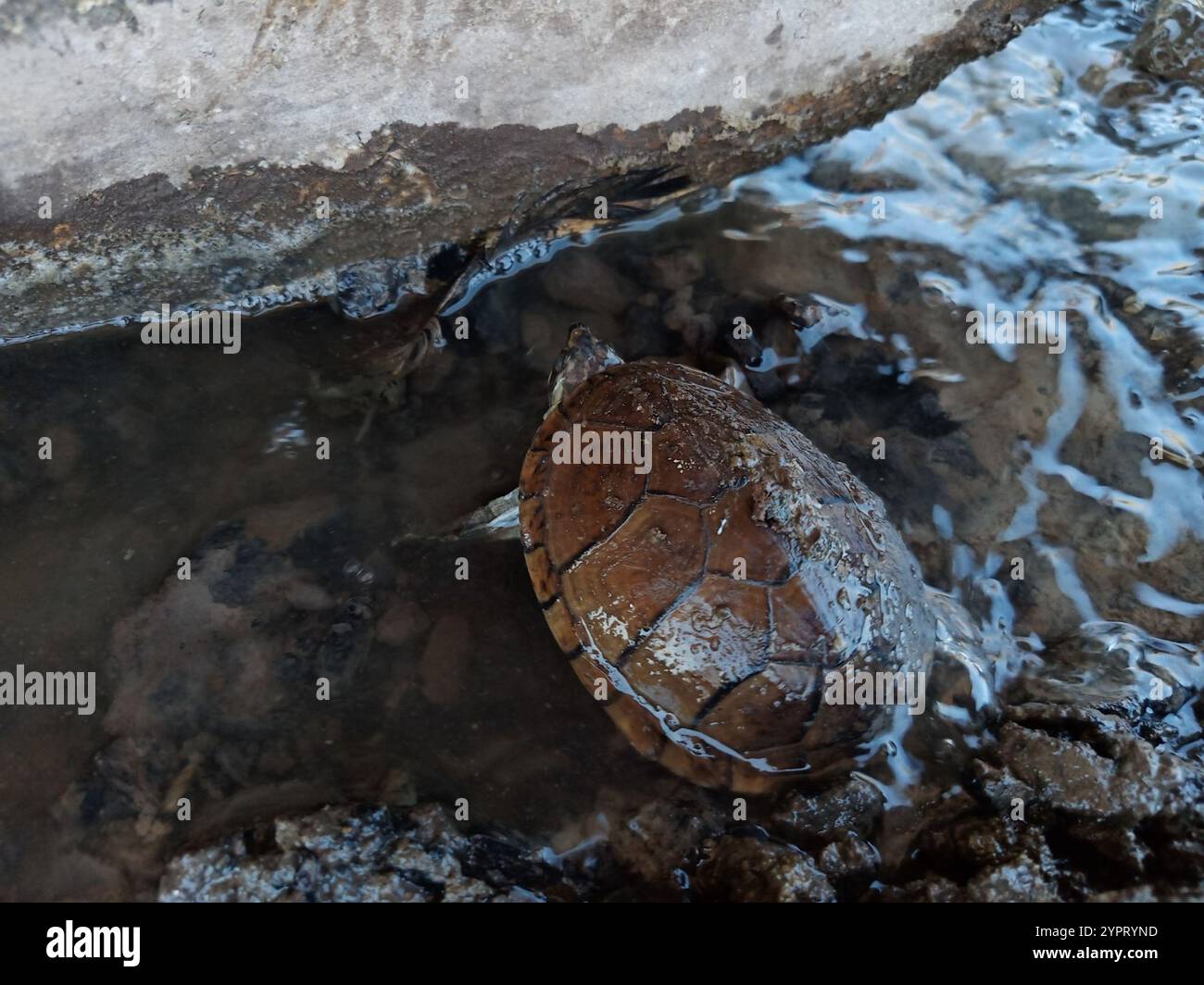 Mexican Mud Turtle (Kinosternon integrum Stock Photo - Alamy