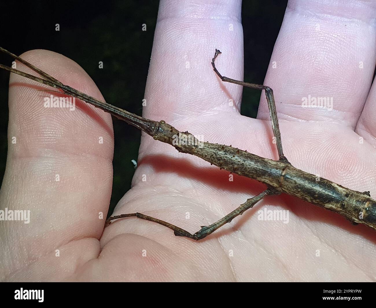 Stick Insects (Phasmida Stock Photo - Alamy