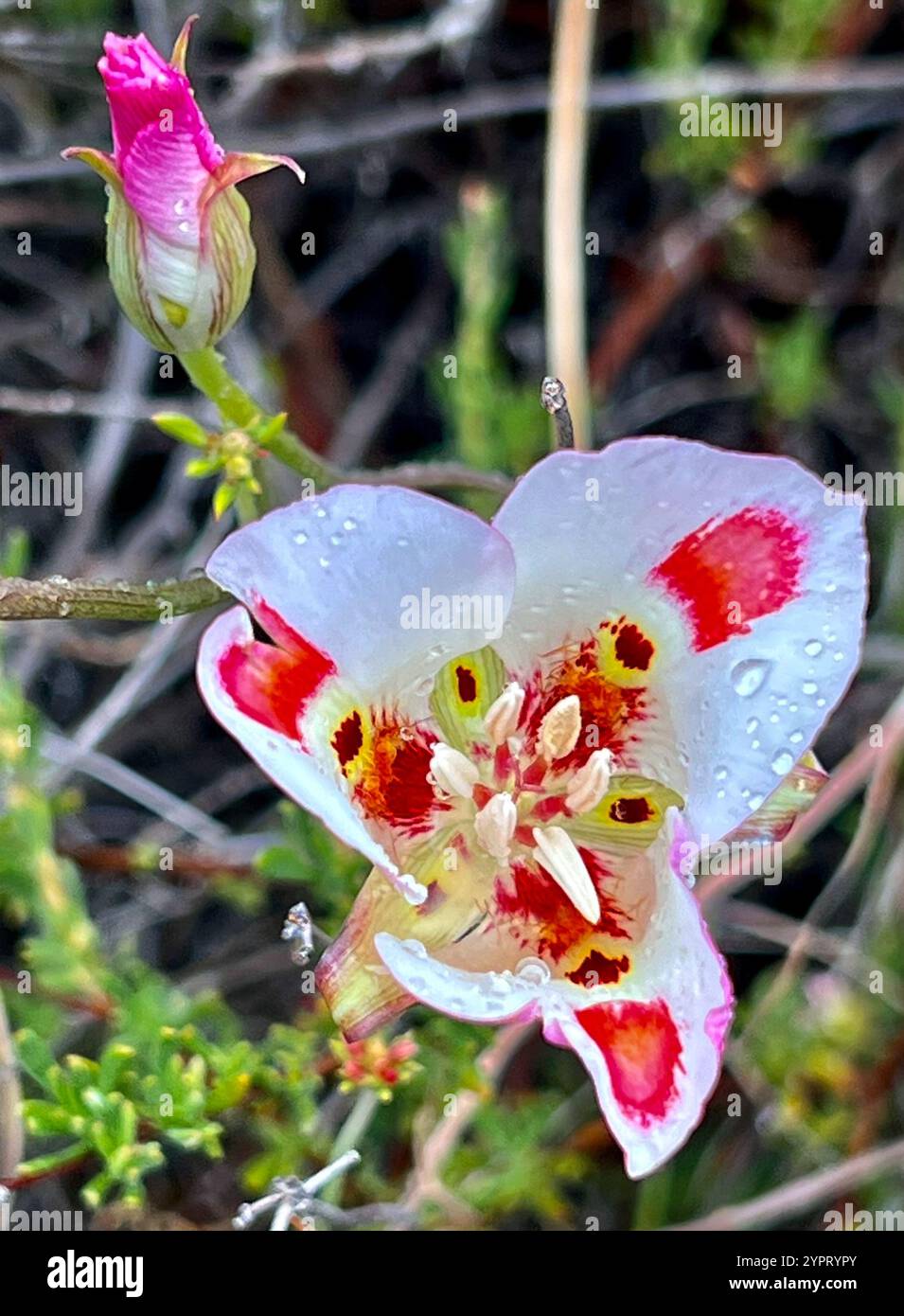 Butterfly Mariposa Lily (Calochortus venustus Stock Photo - Alamy