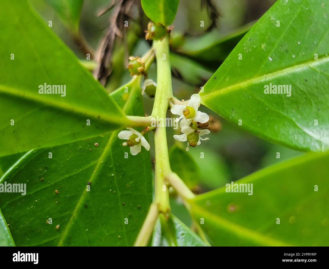 dahoon holly (Ilex cassine Stock Photo - Alamy
