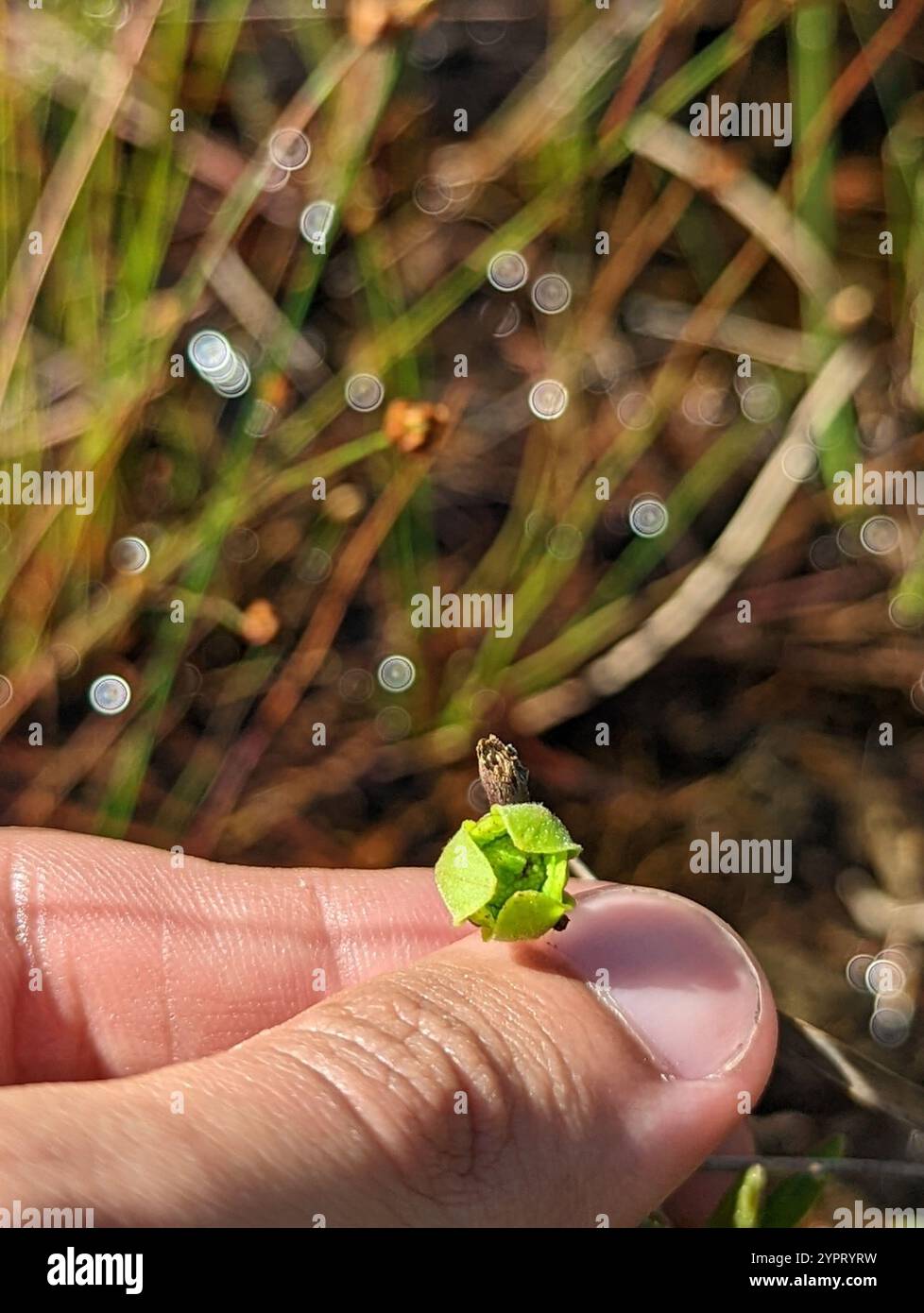 netted pawpaw (Asimina reticulata Stock Photo - Alamy