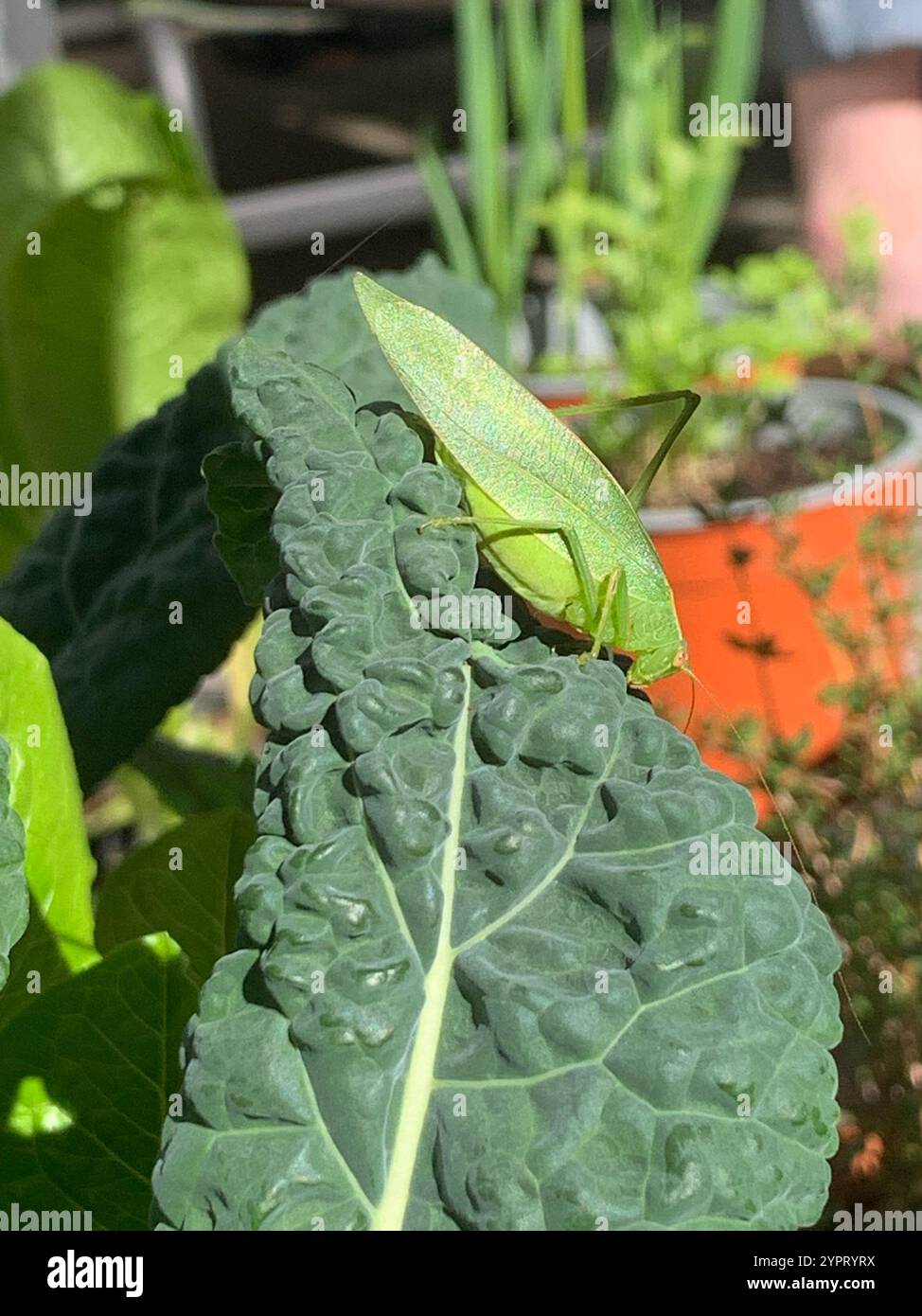Australian Common Garden Katydid (Caedicia simplex Stock Photo - Alamy