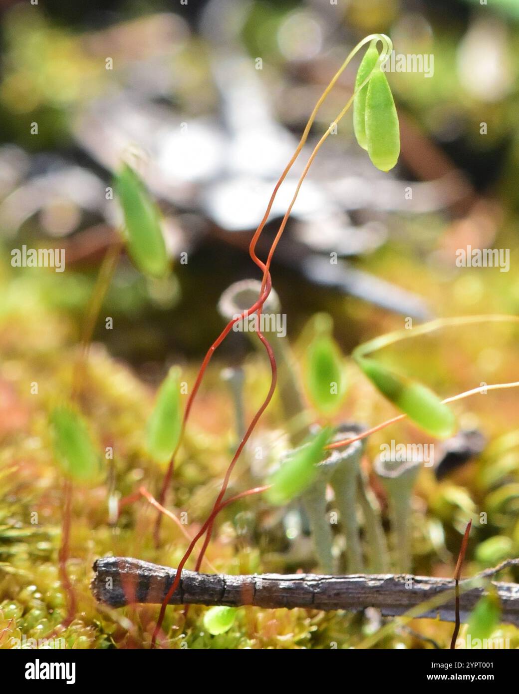 Capillary Thread-moss (Ptychostomum capillare Stock Photo - Alamy
