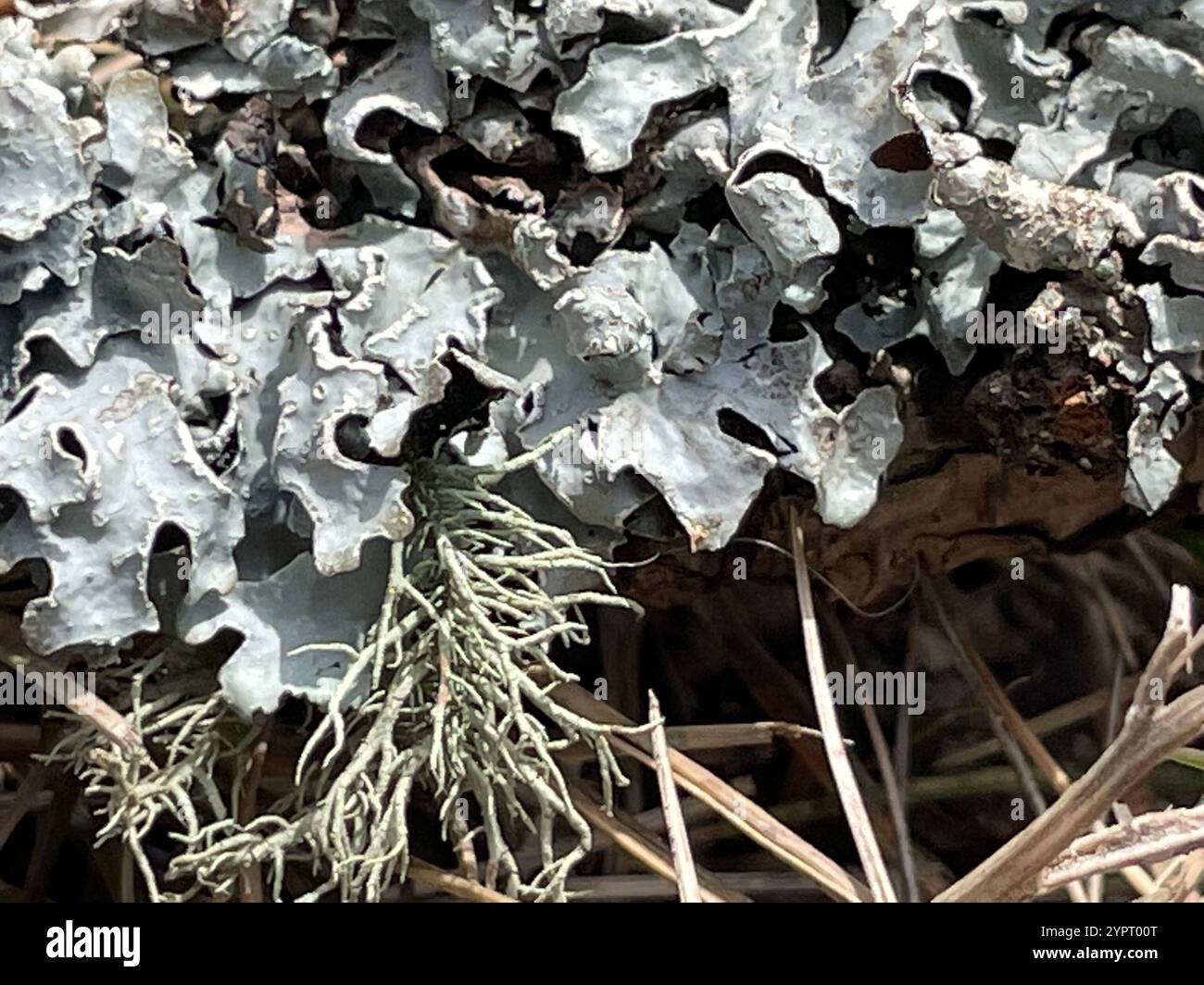 shield lichen (Parmelia sulcata Stock Photo - Alamy