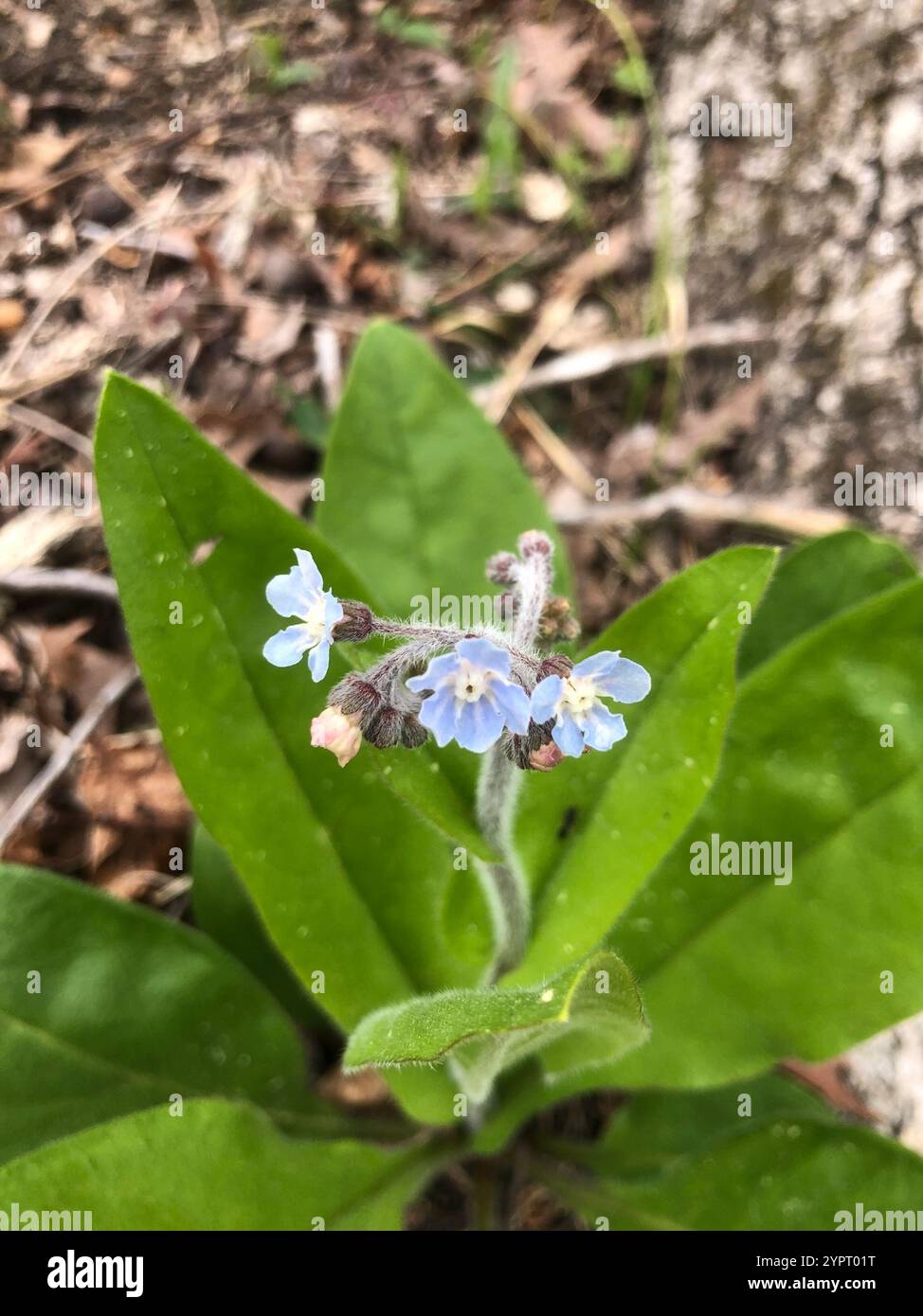 wild comfrey (Andersonglossum virginianum Stock Photo - Alamy