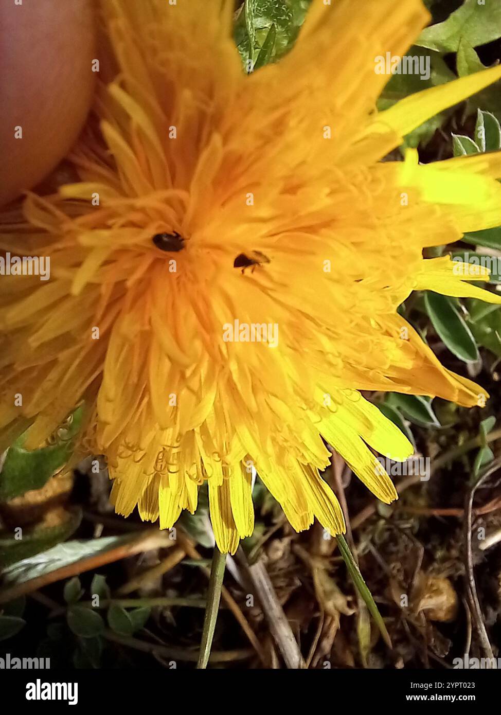 Short-winged Flower Beetles (Kateretidae Stock Photo - Alamy