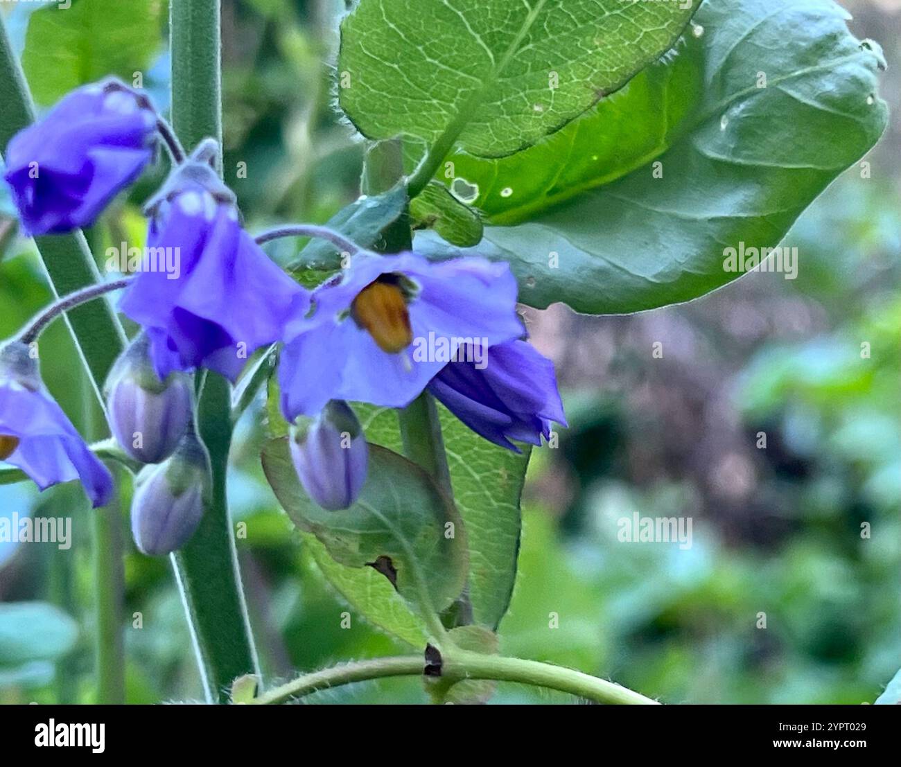bluewitch nightshade (Solanum umbelliferum Stock Photo - Alamy