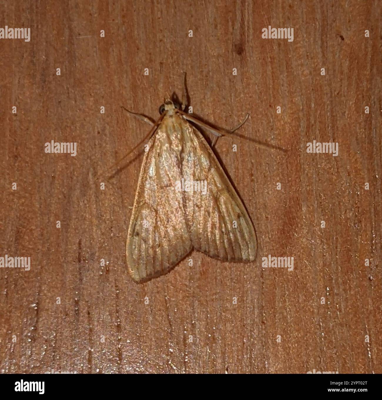 Garden Webworm Moth (Achyra rantalis Stock Photo - Alamy