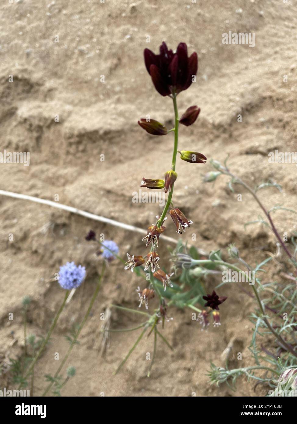 Coulter's wild cabbage (Caulanthus coulteri Stock Photo - Alamy