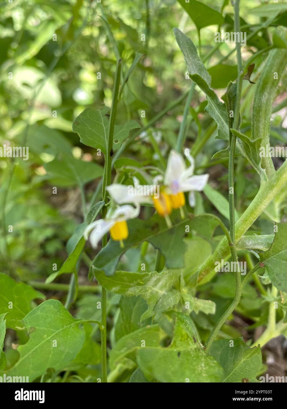 Texas nightshade (Solanum triquetrum Stock Photo - Alamy