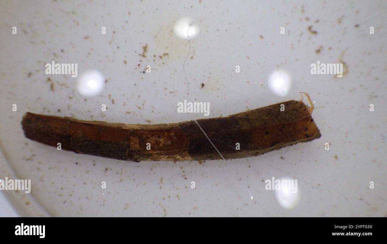 Giant Casemaker Caddisflies (Phryganeidae Stock Photo - Alamy