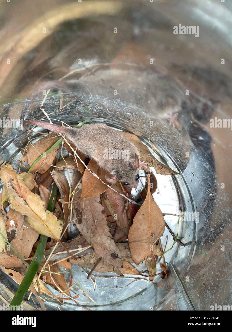Eastern Pygmy Possum (Cercartetus nana Stock Photo - Alamy