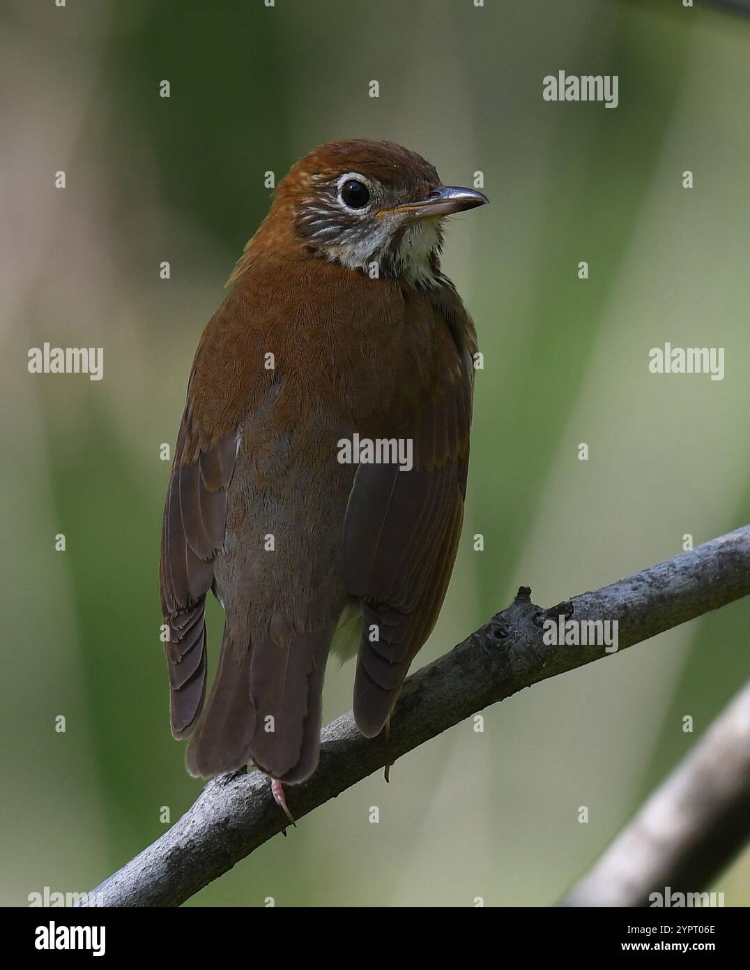 Wood Thrush (Hylocichla mustelina Stock Photo - Alamy