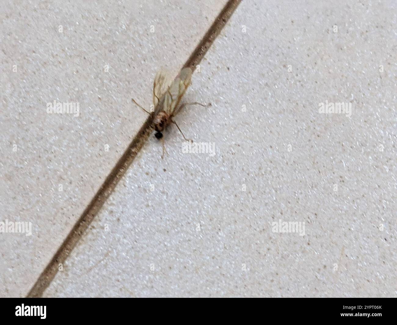 Driver Ants and Allies (Dorylus Stock Photo - Alamy