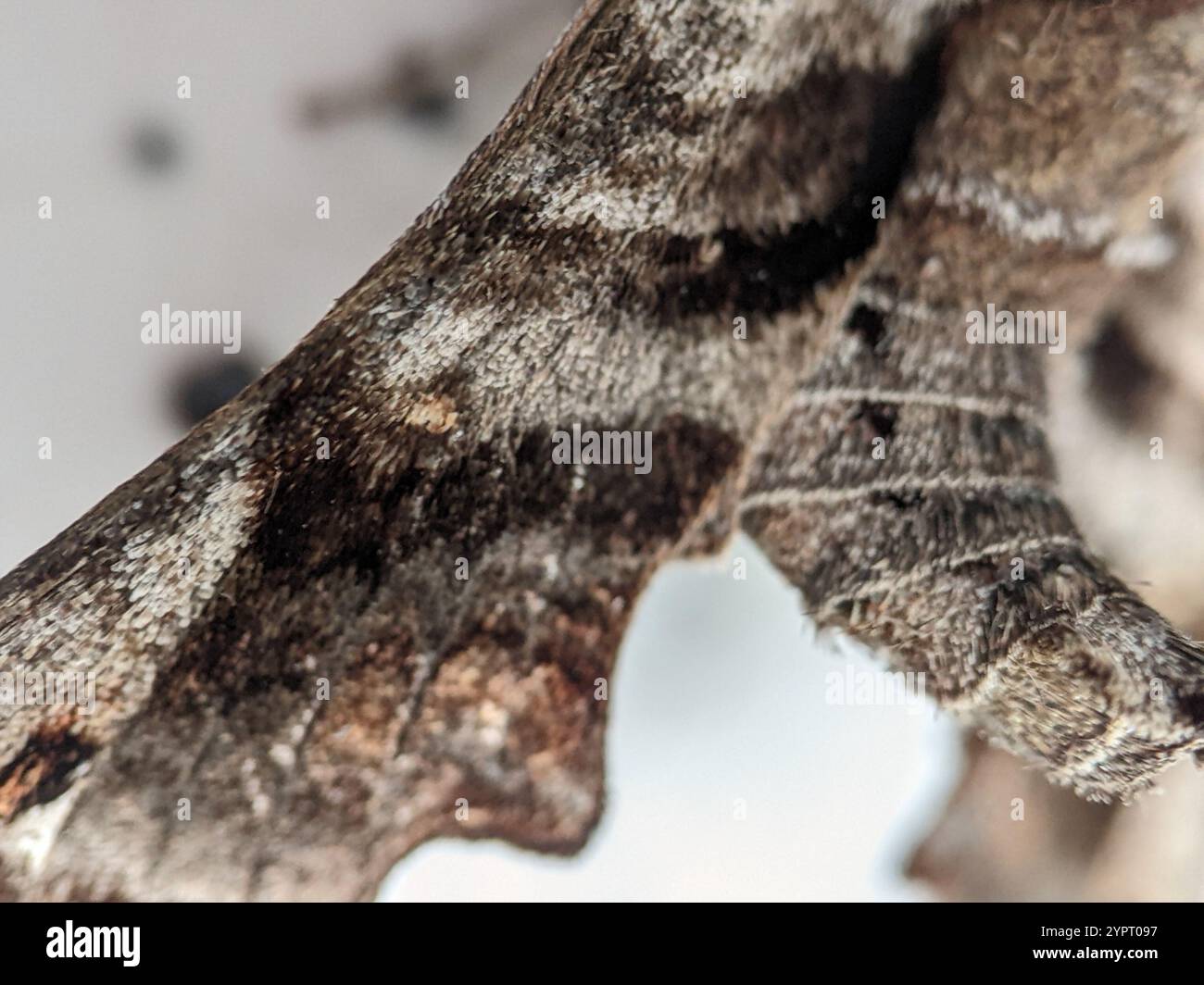 Lettered Sphinx (Deidamia inscriptum Stock Photo - Alamy