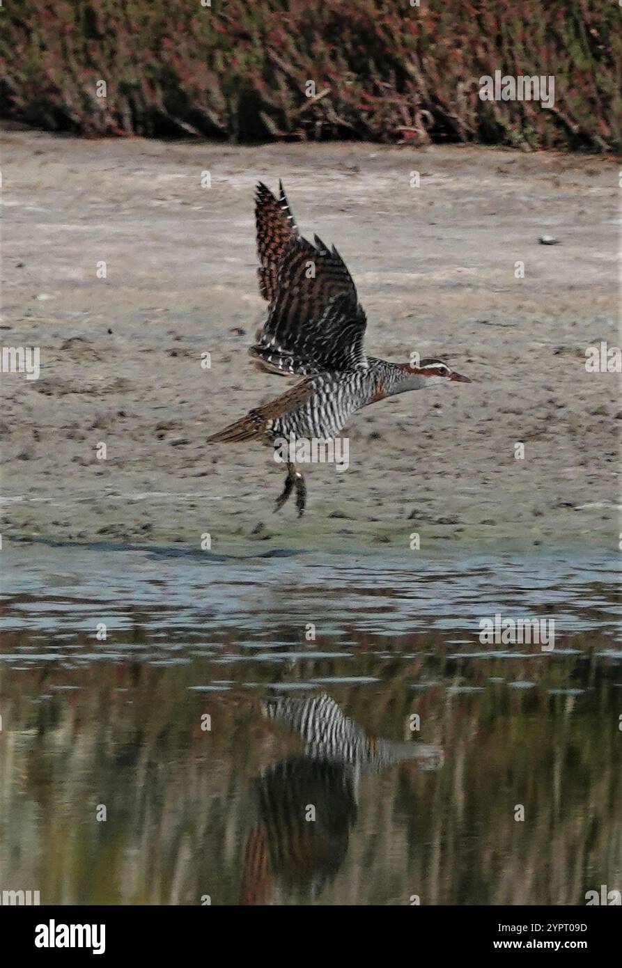 Buff-banded Rail (Gallirallus philippensis Stock Photo - Alamy