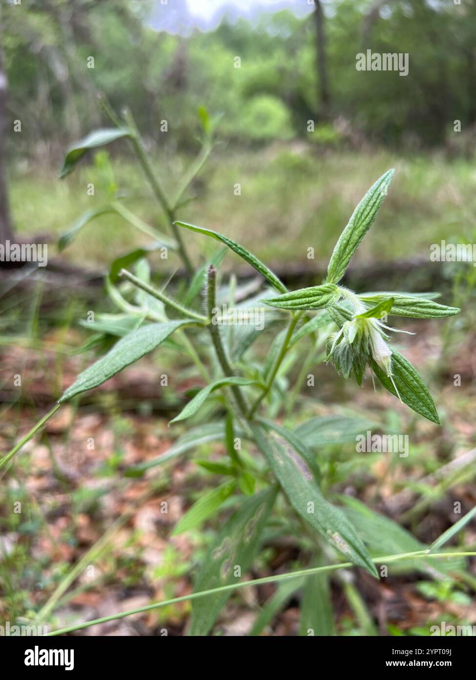 Soft-hair Marbleseed (Lithospermum bejariense Stock Photo - Alamy