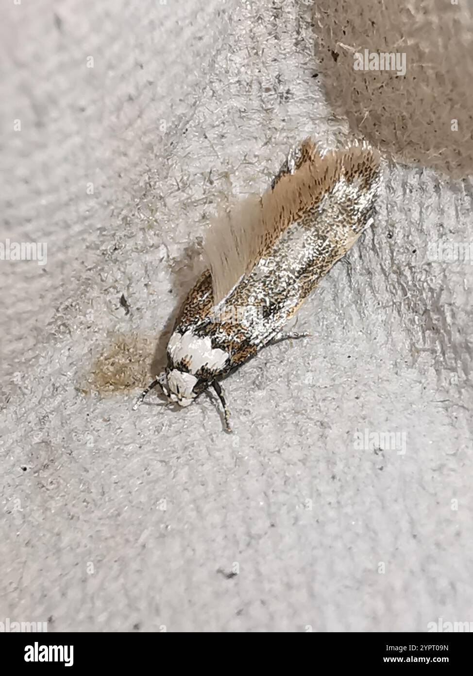 White-shouldered House Moth (Endrosis sarcitrella Stock Photo - Alamy