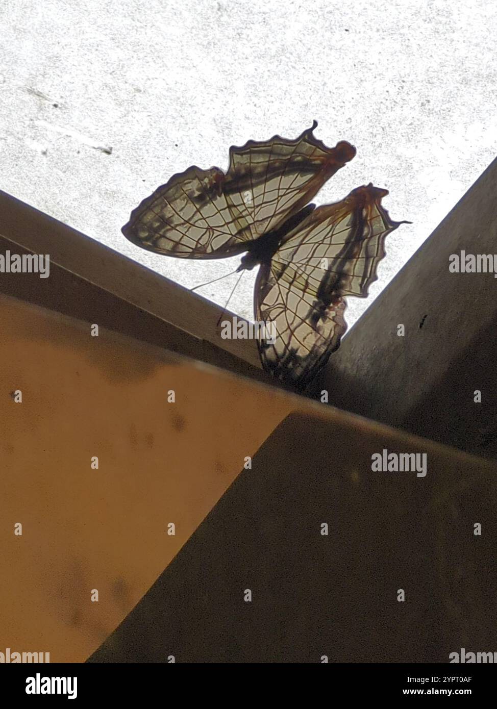 Common Mapwing (Cyrestis thyodamas Stock Photo - Alamy