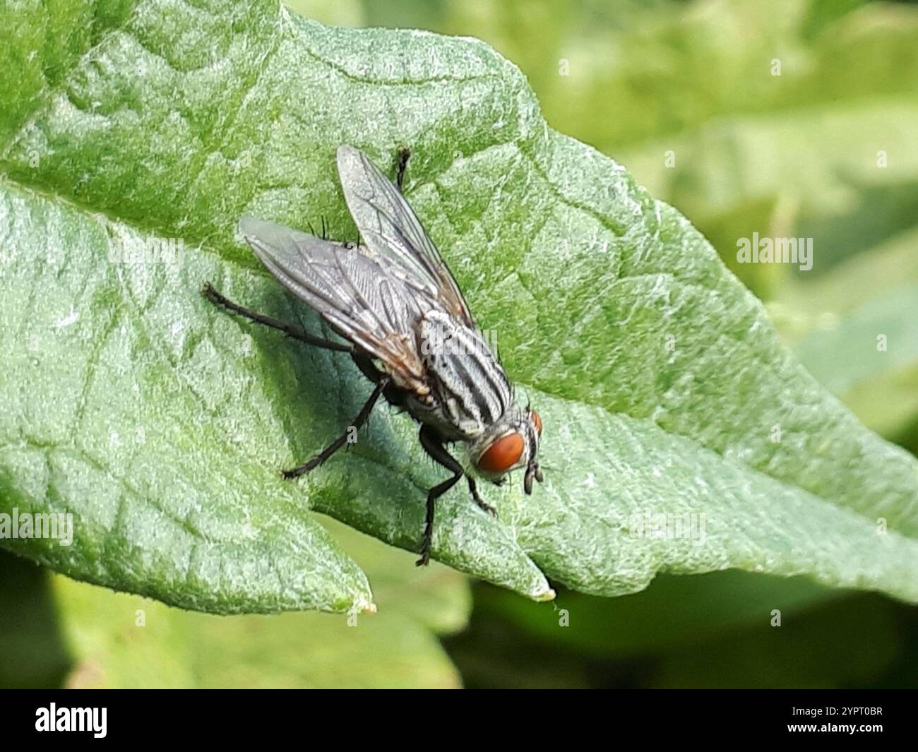 Common Flesh Flies (Sarcophaga Stock Photo - Alamy