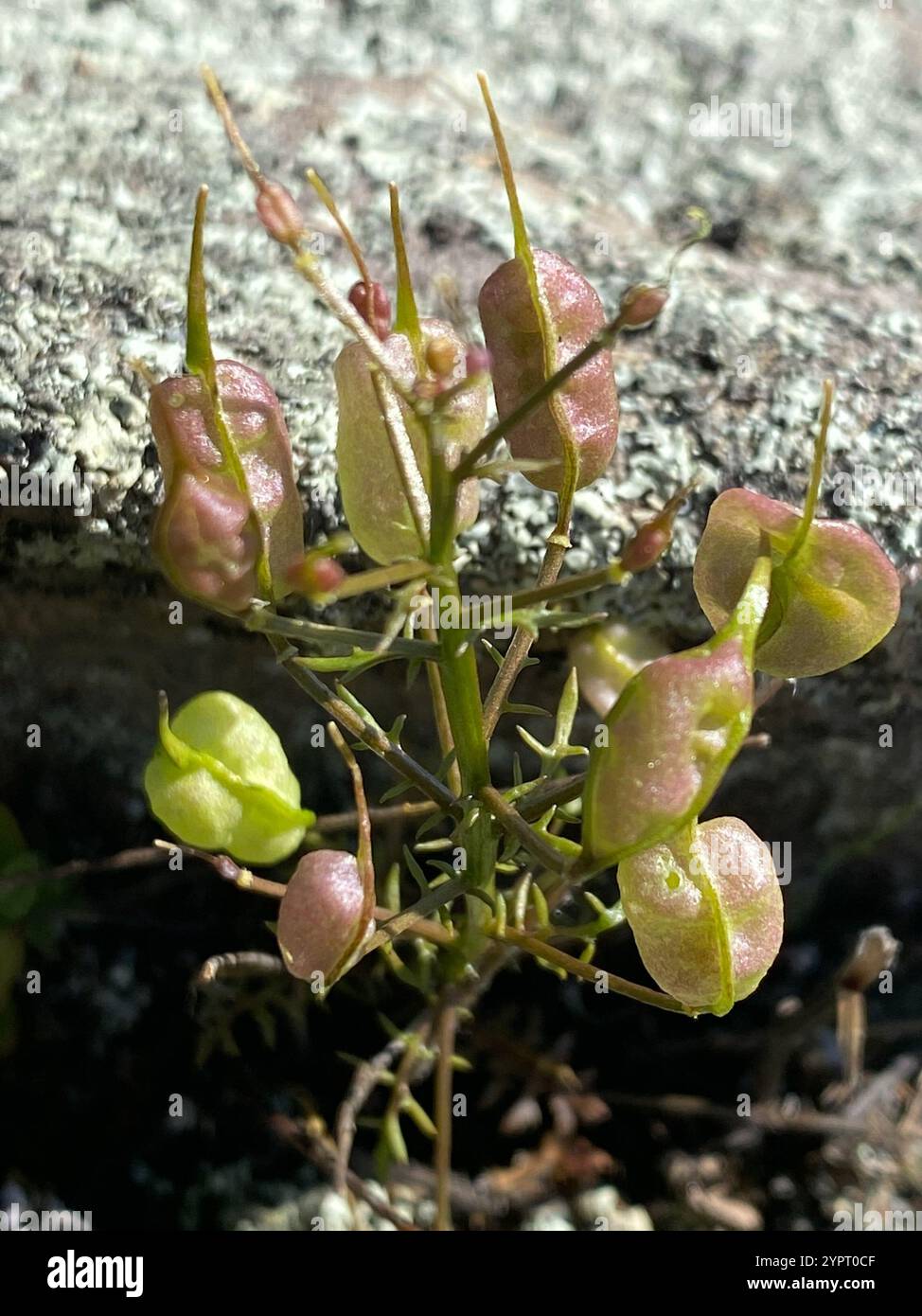 golden selenia (Selenia aurea Stock Photo - Alamy