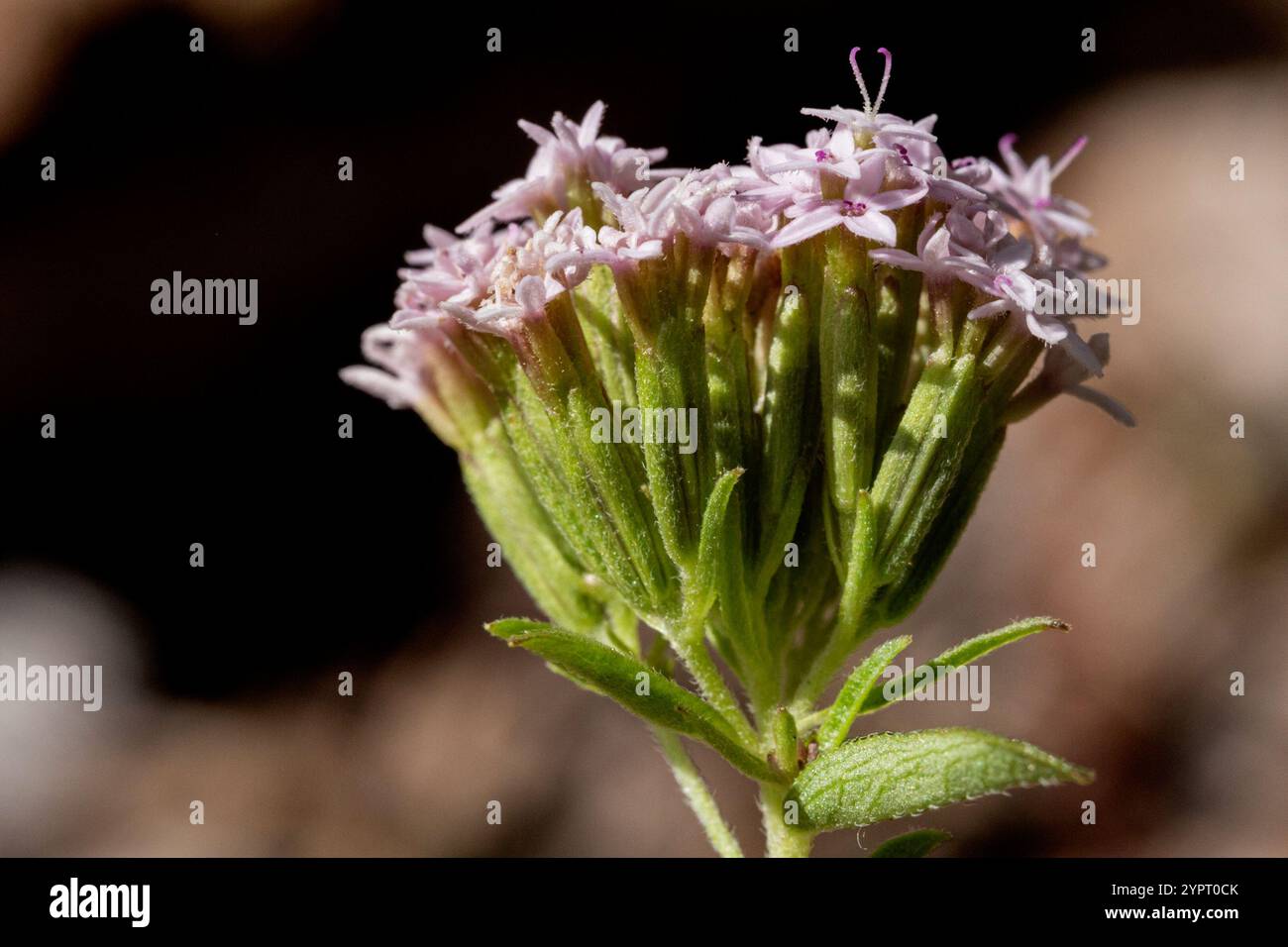 Plummer's Candyleaf (Stevia plummerae Stock Photo - Alamy