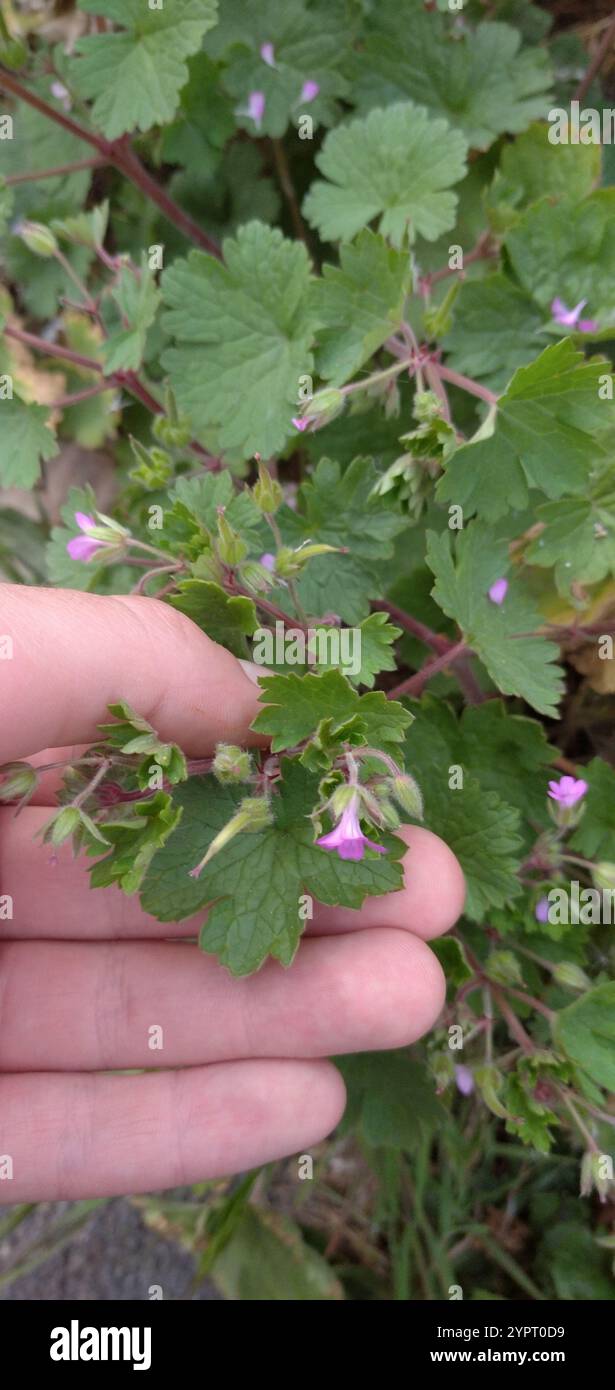 Round-leaved Crane's-bill (Geranium rotundifolium Stock Photo - Alamy