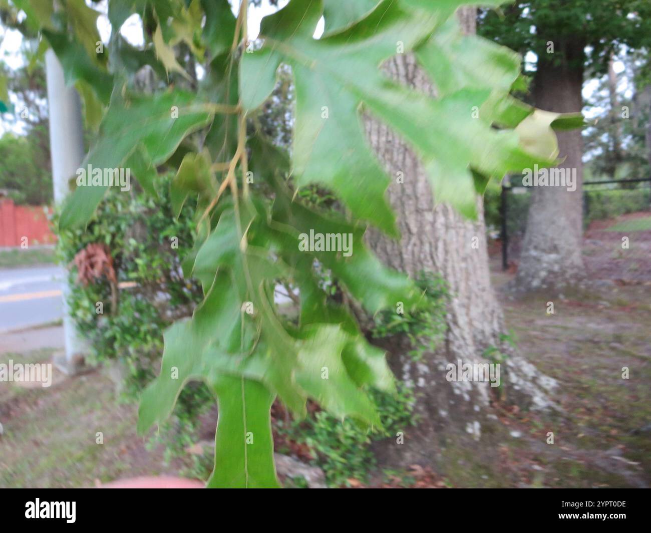 southern red oak (Quercus falcata Stock Photo - Alamy