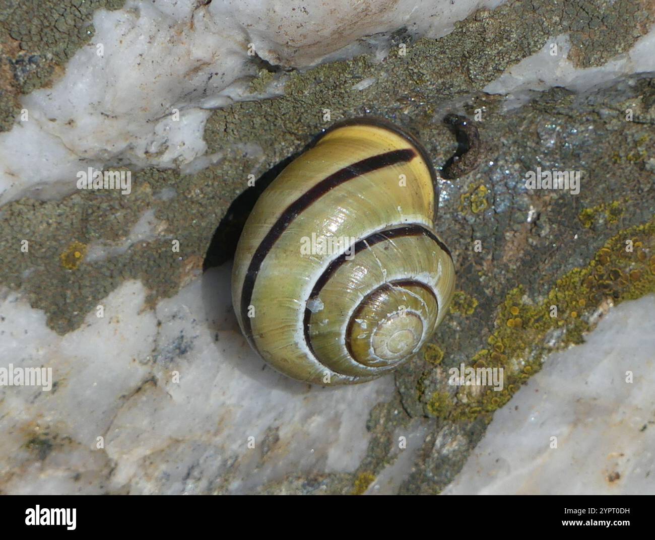 Brown-lipped Snail (Cepaea nemoralis Stock Photo - Alamy
